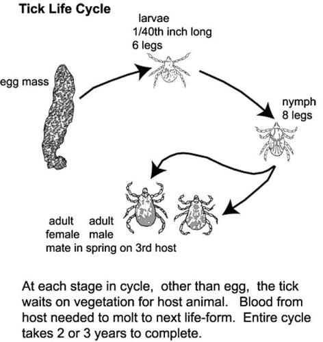 tick life cycle without host