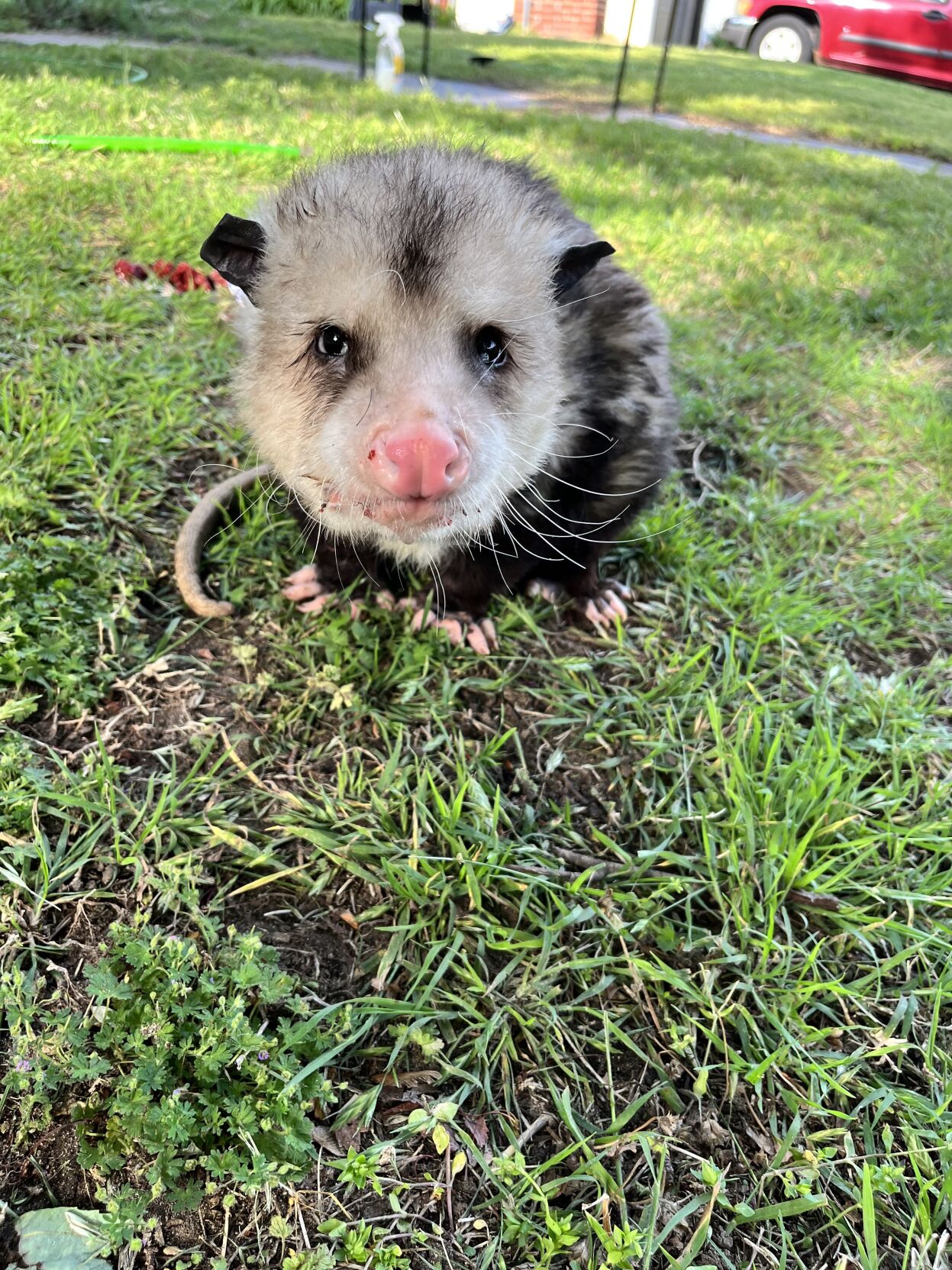 Possum Petey running for favorite U.S. pet title | News | ctnewsonline.com