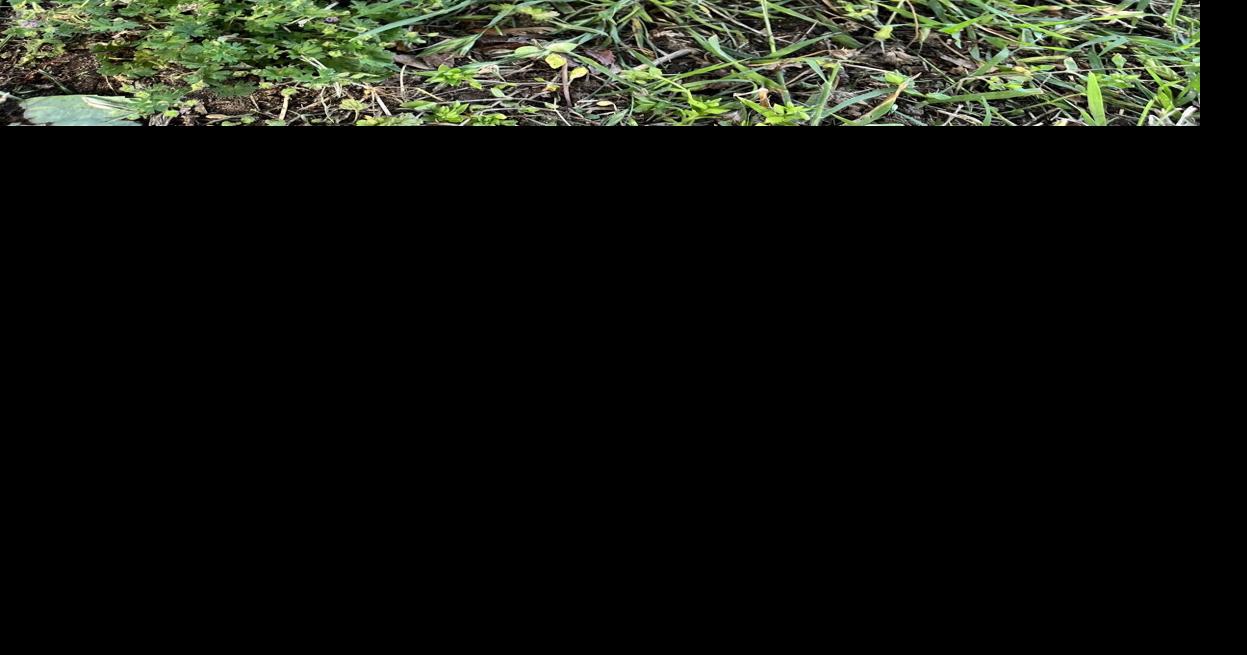 Possum Petey running for favorite U.S. pet title | News | ctnewsonline.com