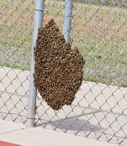 Bees Buzz Track Meet | News | ctnewsonline.com