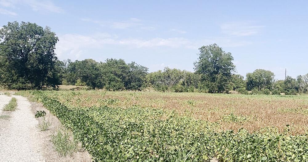 Sad soybean crop this year | News | ctnewsonline.com