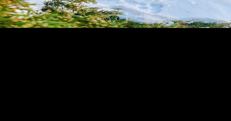 Snowy Delights | | ctnewsonline.com