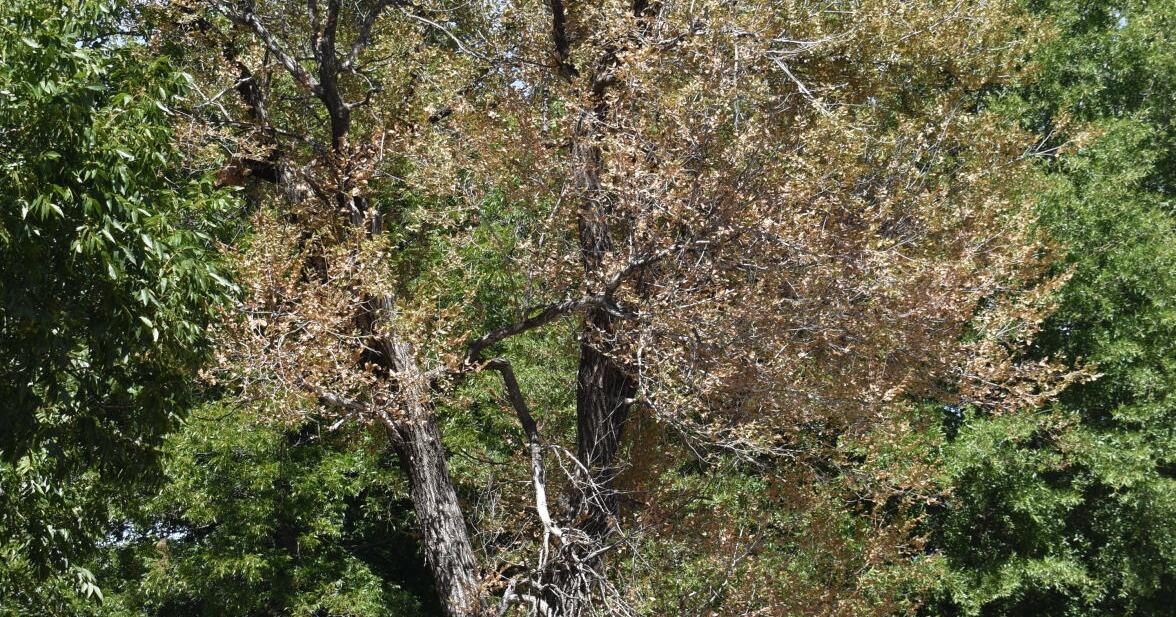 Elm Tree Trouble: They aren’t dying but stressed | News | ctnewsonline.com