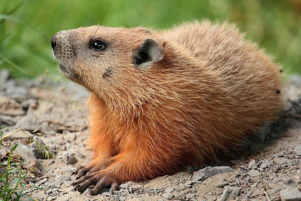 Groundhog Day; the Star and the Legend | Nature/Ag | ctnewsonline.com