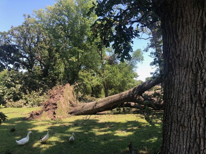 Winfield parks reopen after Aug. 5 storm | News | ctnewsonline.com