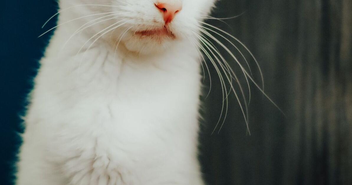 Kitten and cat rescue facility formed to help overcrowded cats | News ...