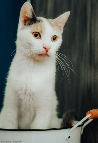 Kitten and cat rescue facility formed to help overcrowded cats | News ...