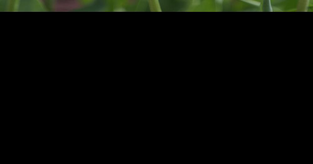 10 high impact tulips to delight your neighbors | Nature/Ag ...