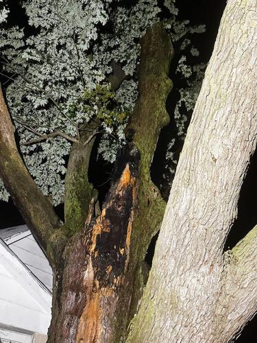 Tree fire in Burden linked to fireworks | News | ctnewsonline.com