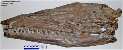 Paleontologist to share story of prehistoric Kansas | News ...