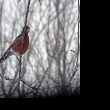 Signs of spring? | News | ctnewsonline.com