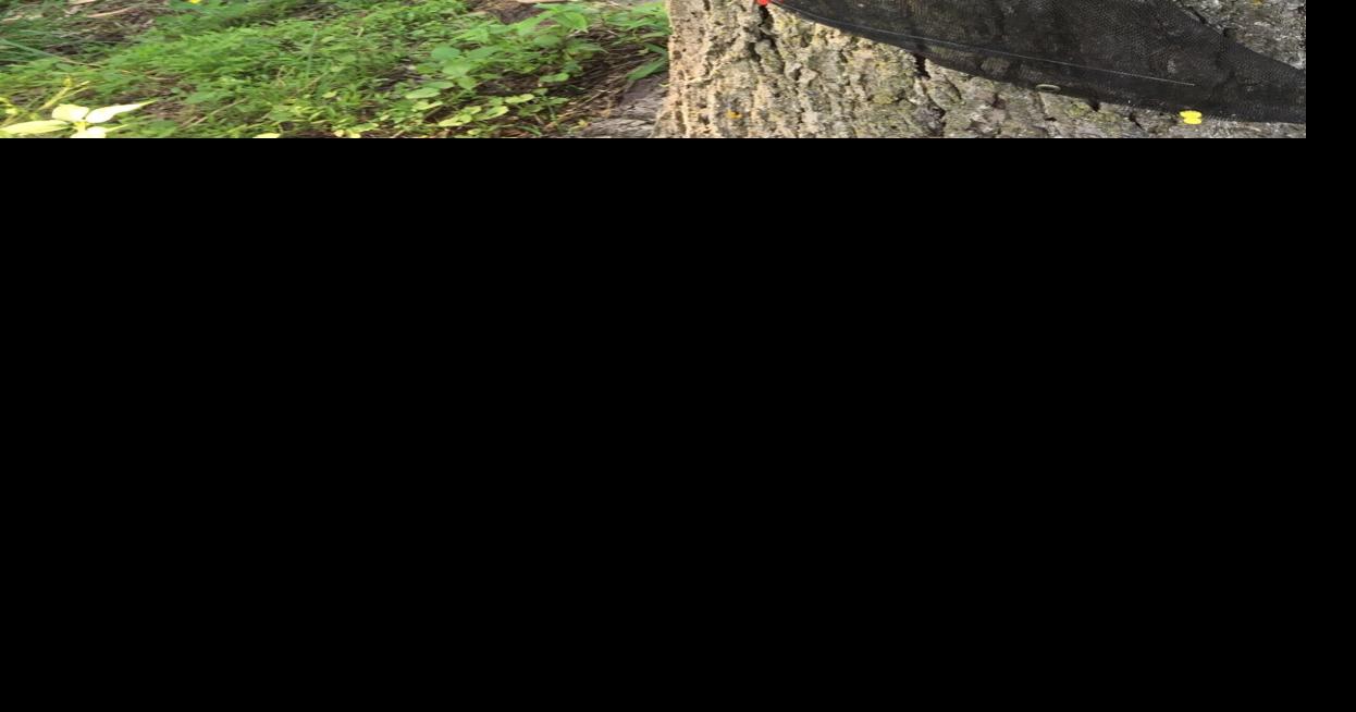 Extension: Circle trap works in destroying spotted lanternflies