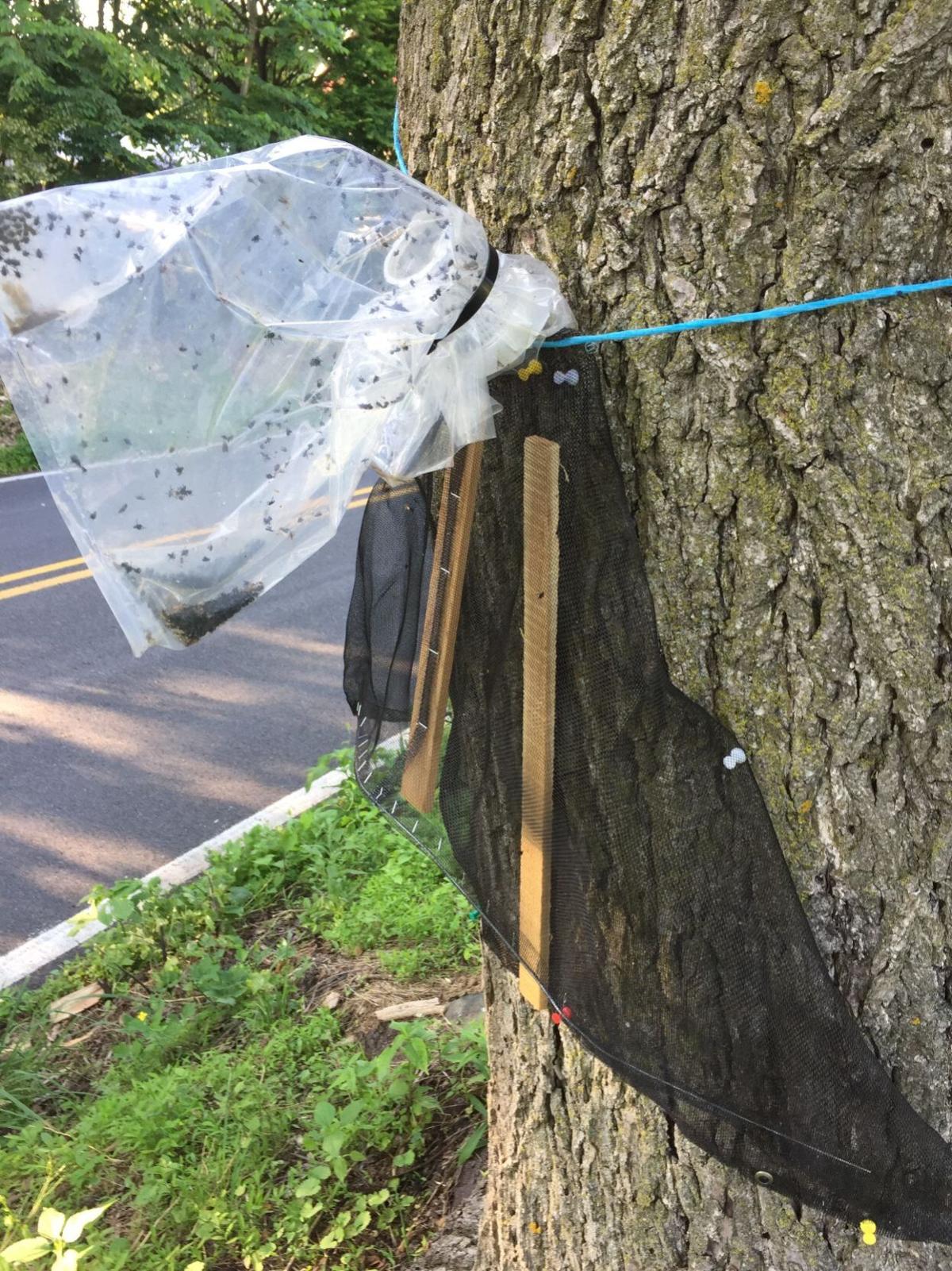 Extension: Circle trap works in destroying spotted lanternflies