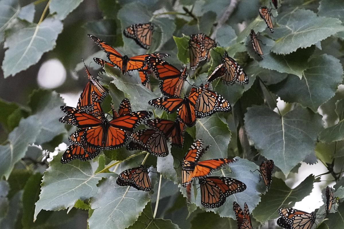 Monarch butterflies to be listed as a threatened species in US