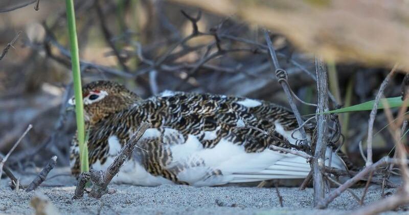 Alaska state bird at Presque Isle is a confirmed first sighting in Pa.