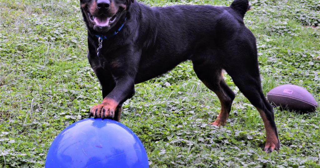 Furry Friends of the Week: Capone and Matthew