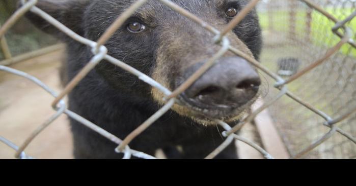 Pa. law change may end private ownership of exotic pets