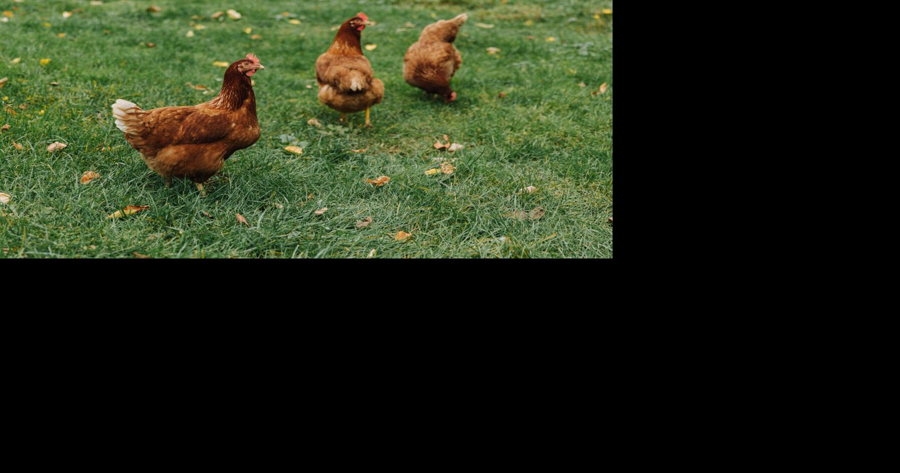 State expands bird flu testing, containment efforts