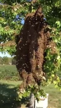 One million bees invade Lebanon County truck stop