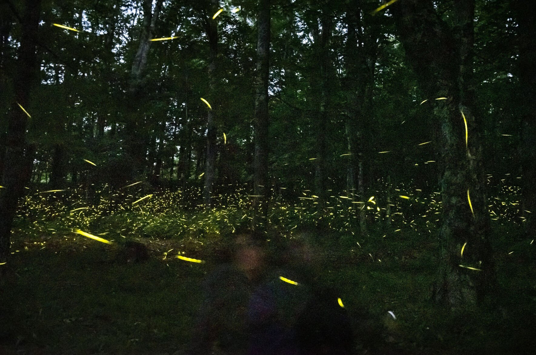 Pa. researchers will be first in the country to create a firefly inventory