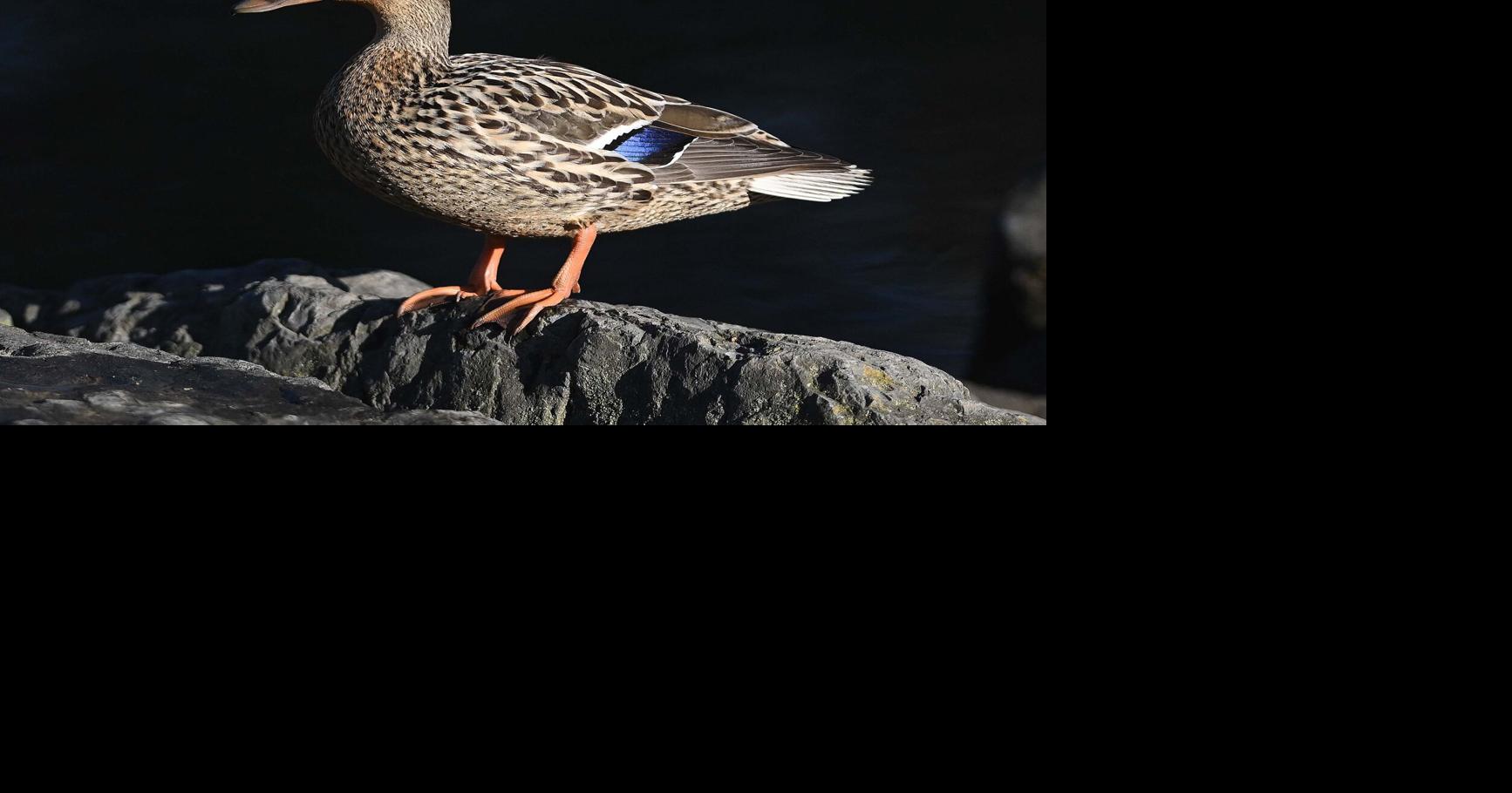 #APhotoADay: Day 114 - Duck at dawn