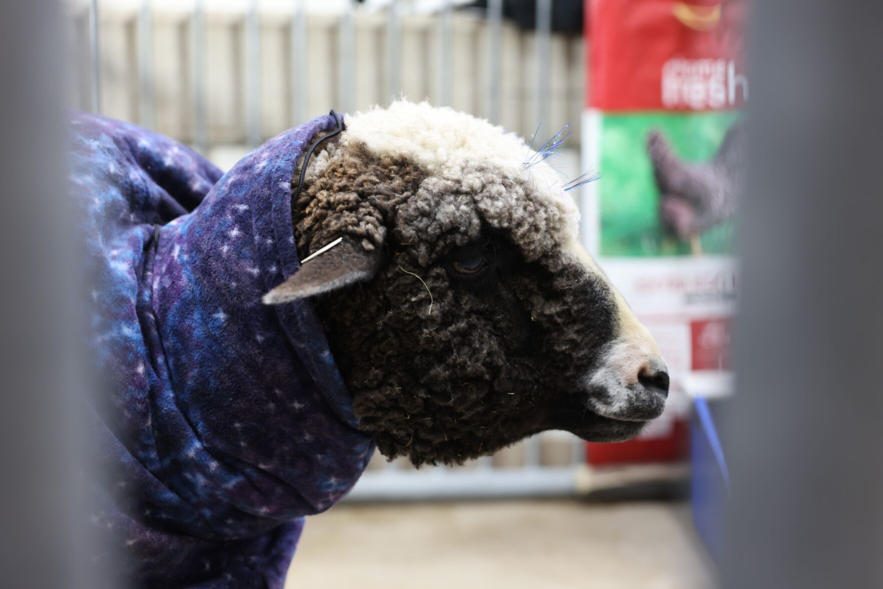Repeat champion wins Farm Show Sheep to Shawl contest