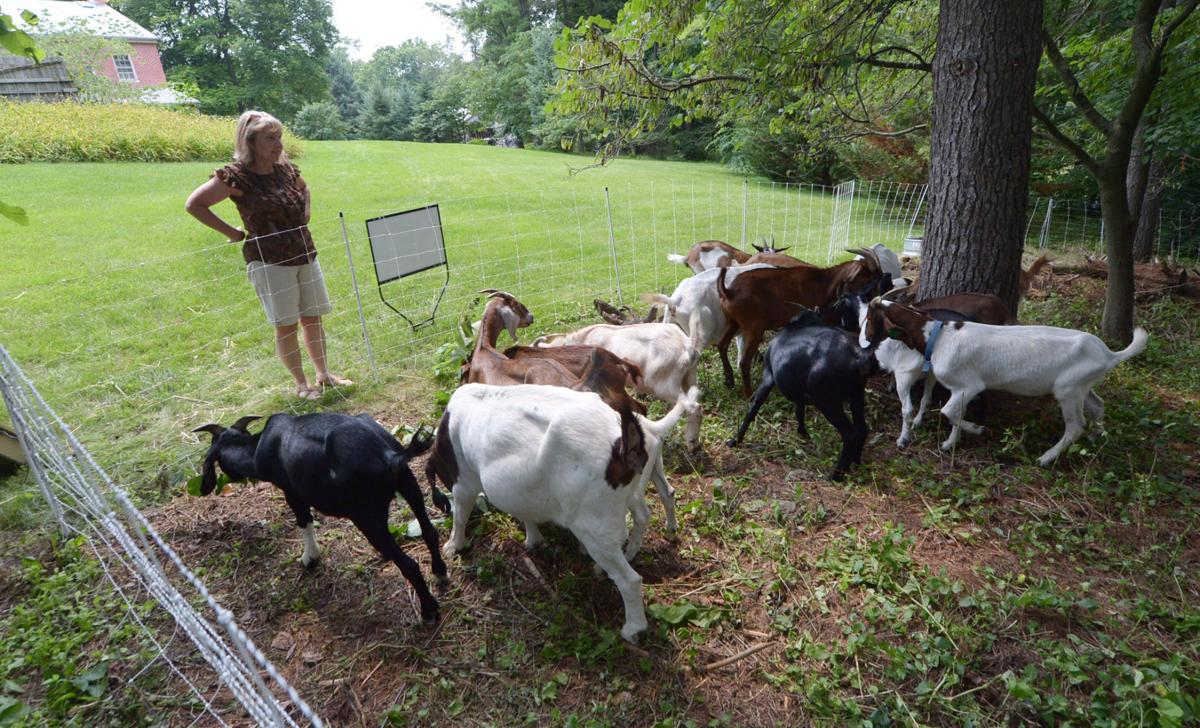 Gallery: Grazing Green Goats