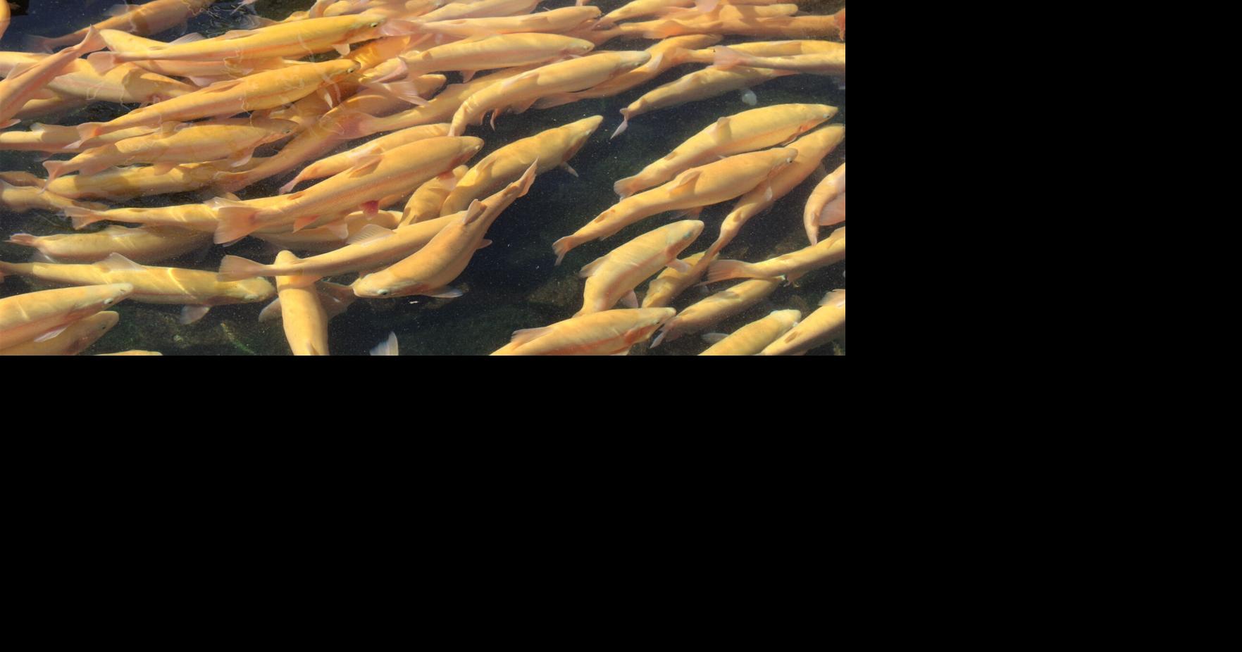 Inside Look: Huntsdale State Fish Hatchery cycles through continuous ...