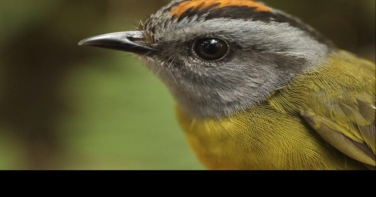 Mountain birds in Peru on 'escalator to extinction' as planet warms