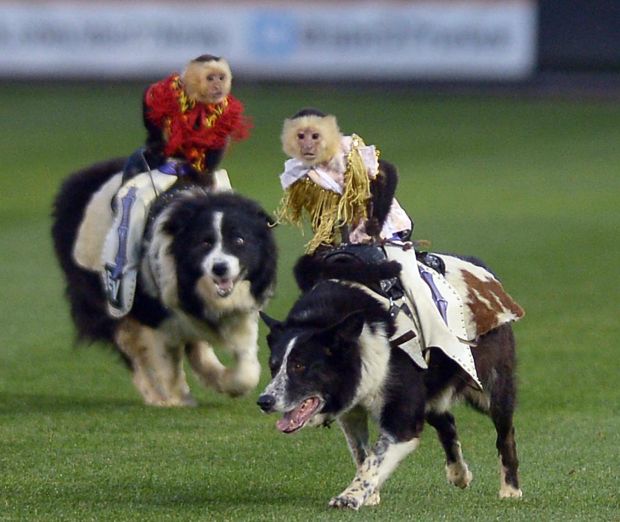 Cowboy Monkeys draw big crowd at Harrisburg Senators game | Sports ...