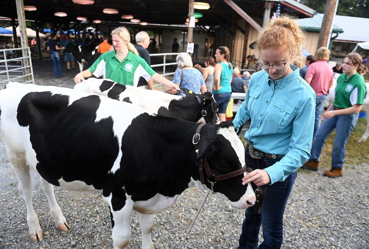 Photos: Beef Showmanship competition at the Shippensburg Fair