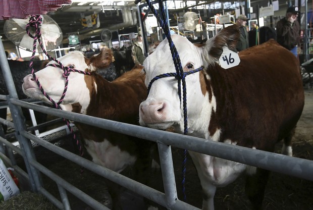 Pennsylvania Farm Show brings the farm to you