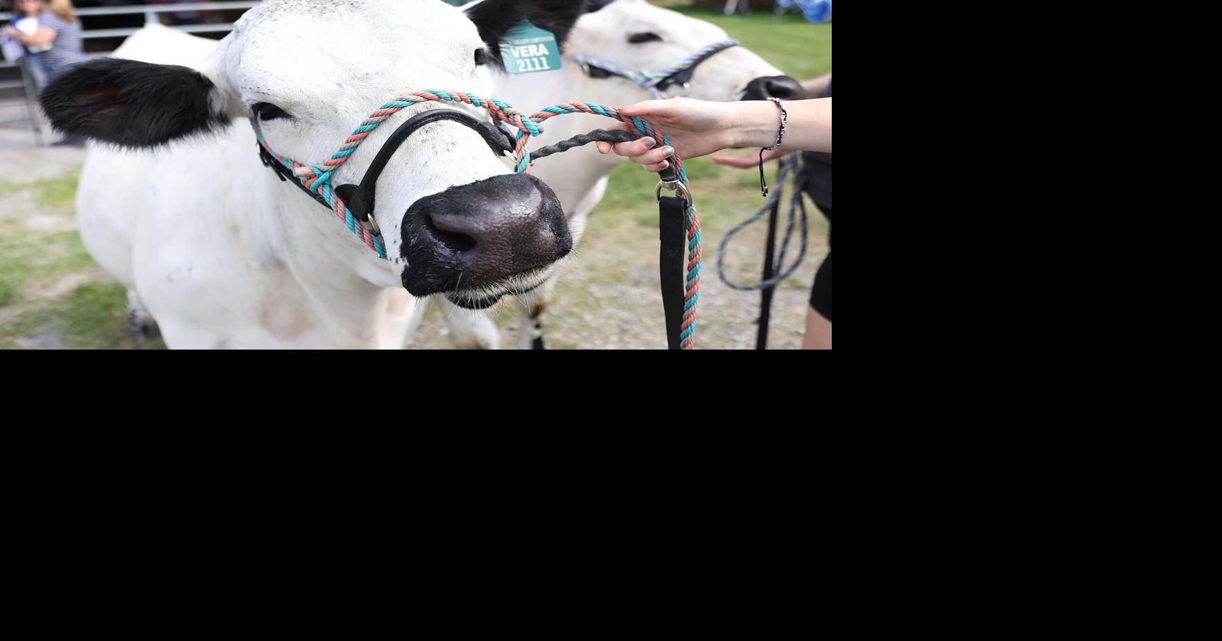 Photos: Open Beef Breeding Show at the Shippensburg Fair
