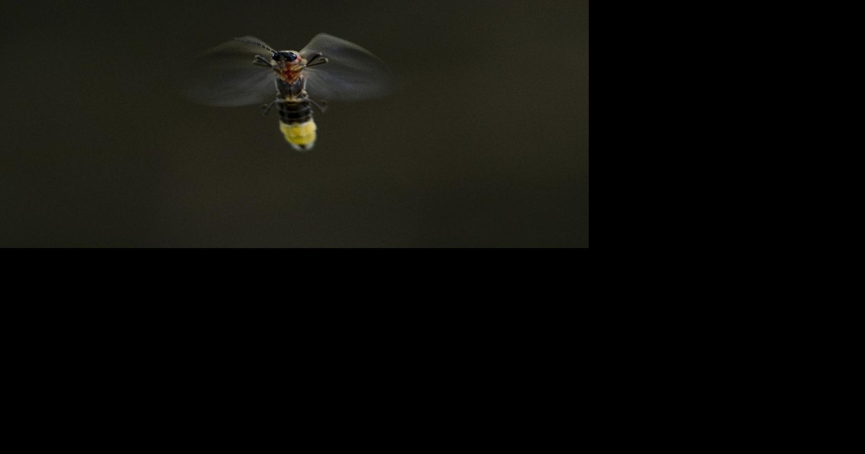 Pa. researchers will be first in the country to create a firefly inventory