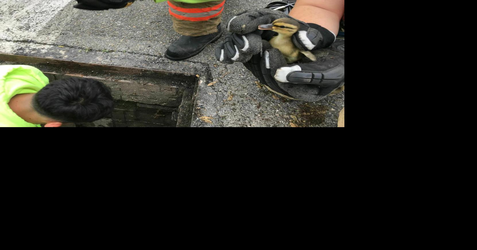 11 lucky ducks rescued after falling through sewer grate near Allentown