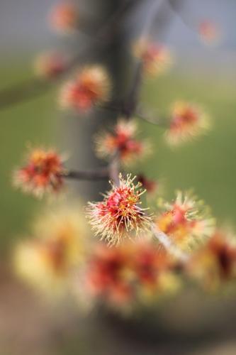 PhotoAWeek - Budding blooms