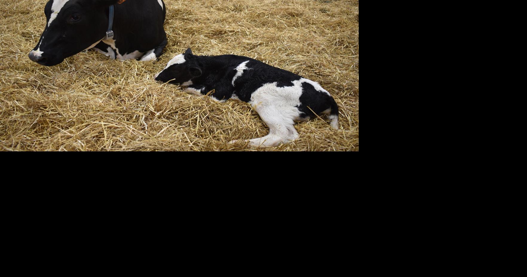 Calving Corner welcomes new cows at Pennsylvania Farm Show