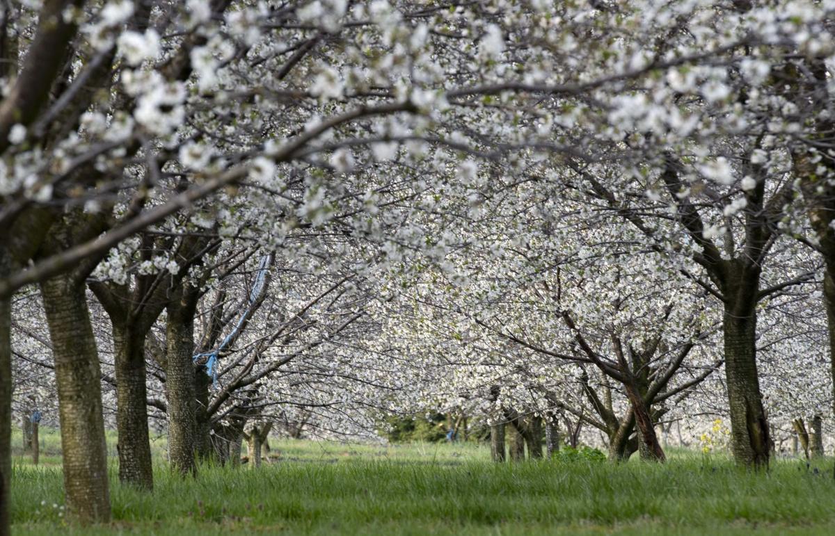 April snow showers bring ... a warmer outlook next week in Cumberland ...