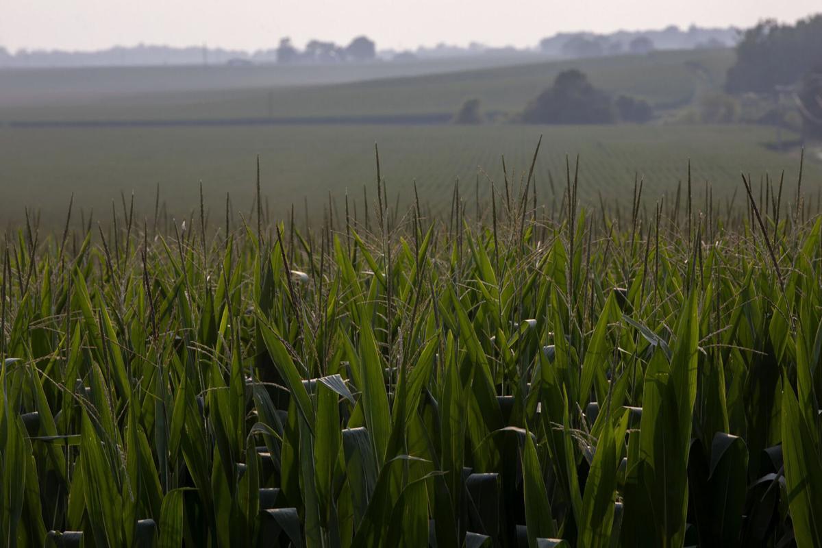 Biofuel push risks dethroning corn as king of US crops
