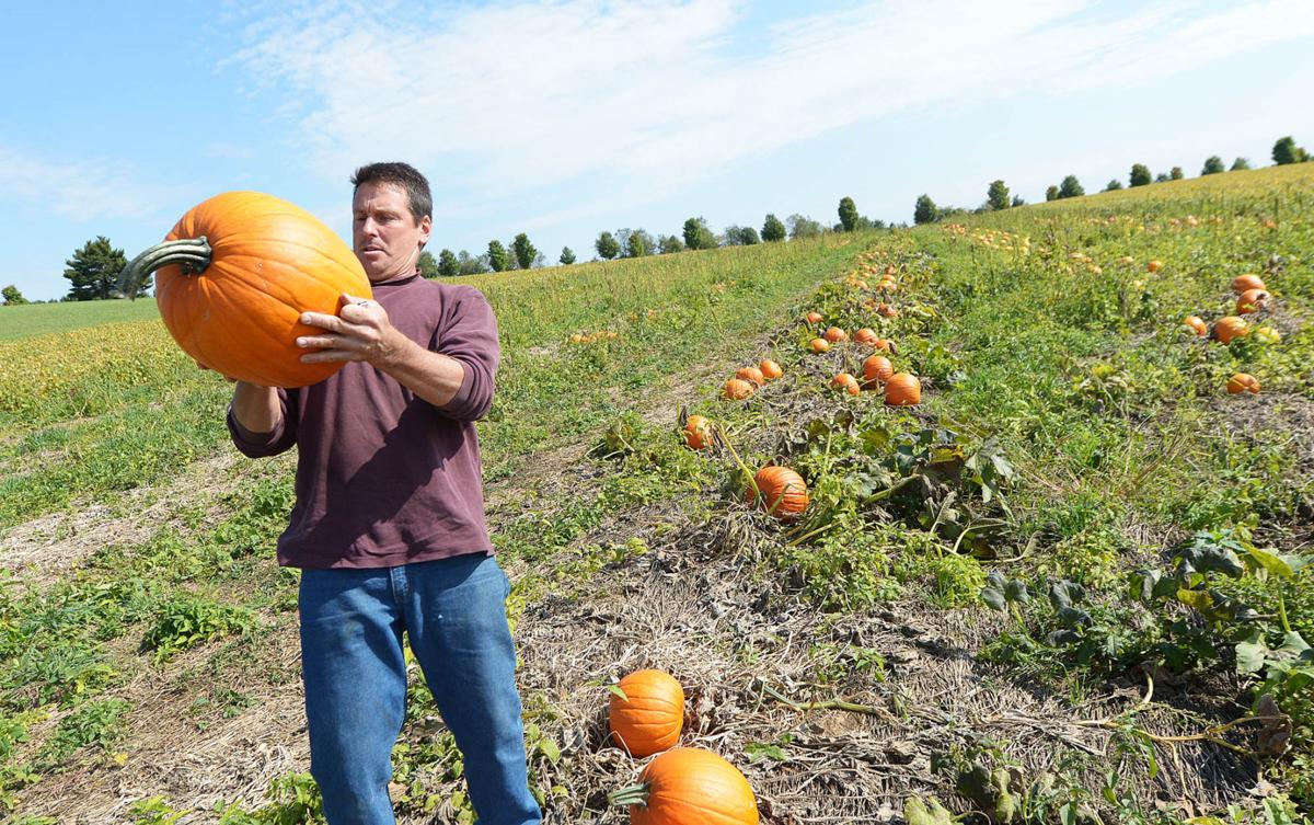 Pumpkin crops a boon for area farmers | The Sentinel: News | cumberlink.com