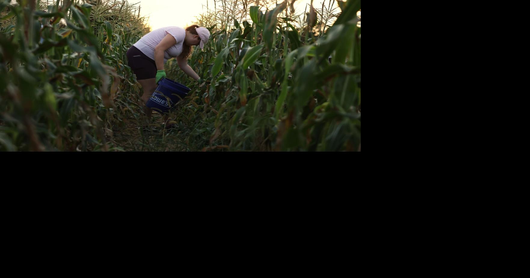 Project SHARE hosts community gleaning conversation