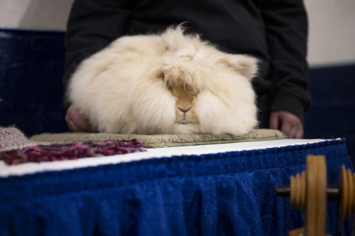 Preparations, judging, auctions precede Farm Show's opening