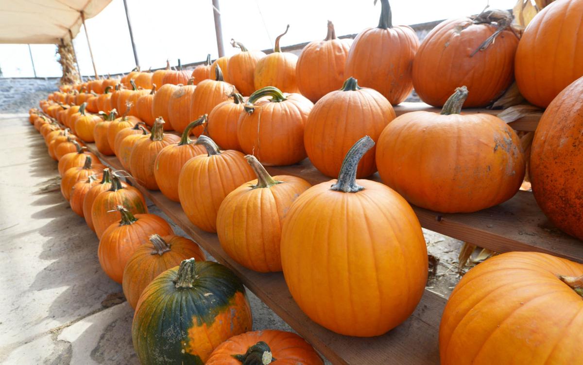Pumpkin crops a boon for area farmers | The Sentinel: News | cumberlink.com