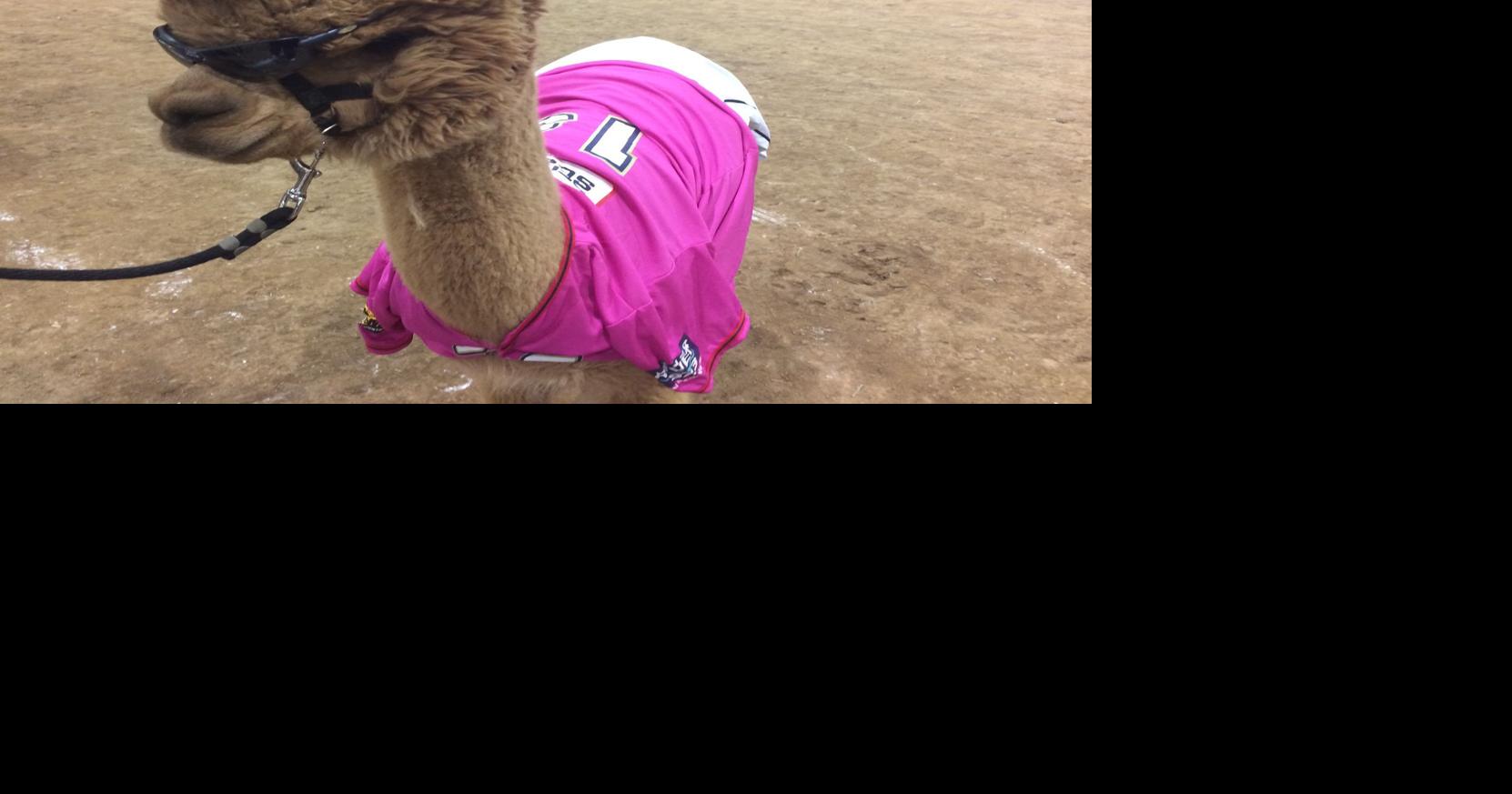 Alpacas dressed for success at Farm Show