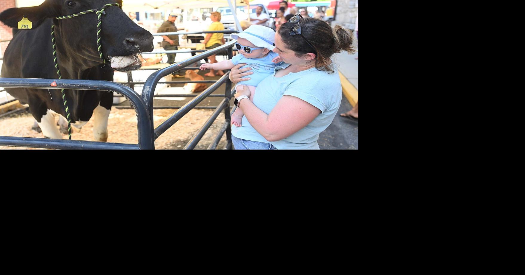 Photos: Meet and greet with a cow at Farmers on the Square in Carlisle