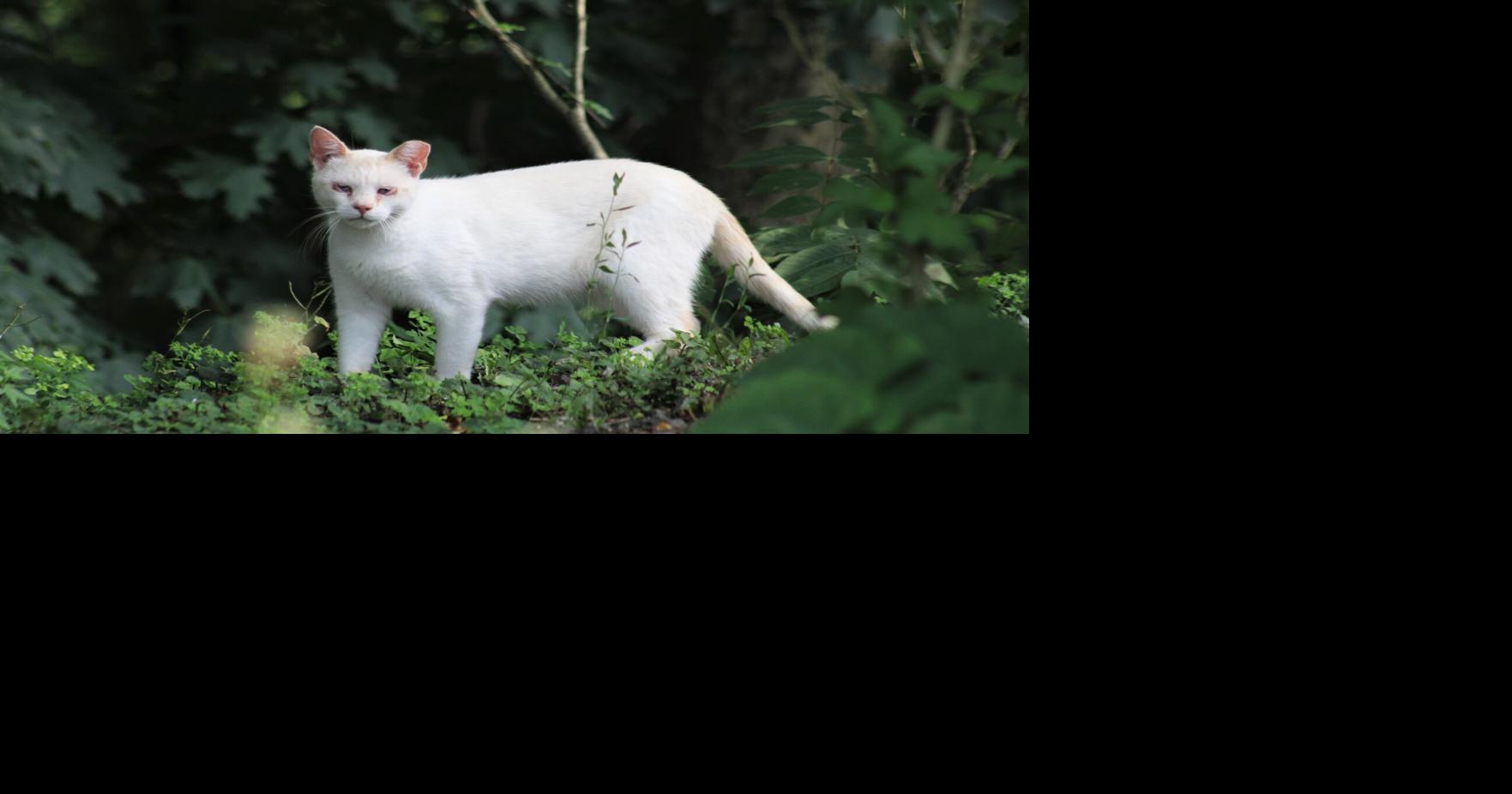 'Explosion of cats': Newville examines letters, ordinance changes to ...