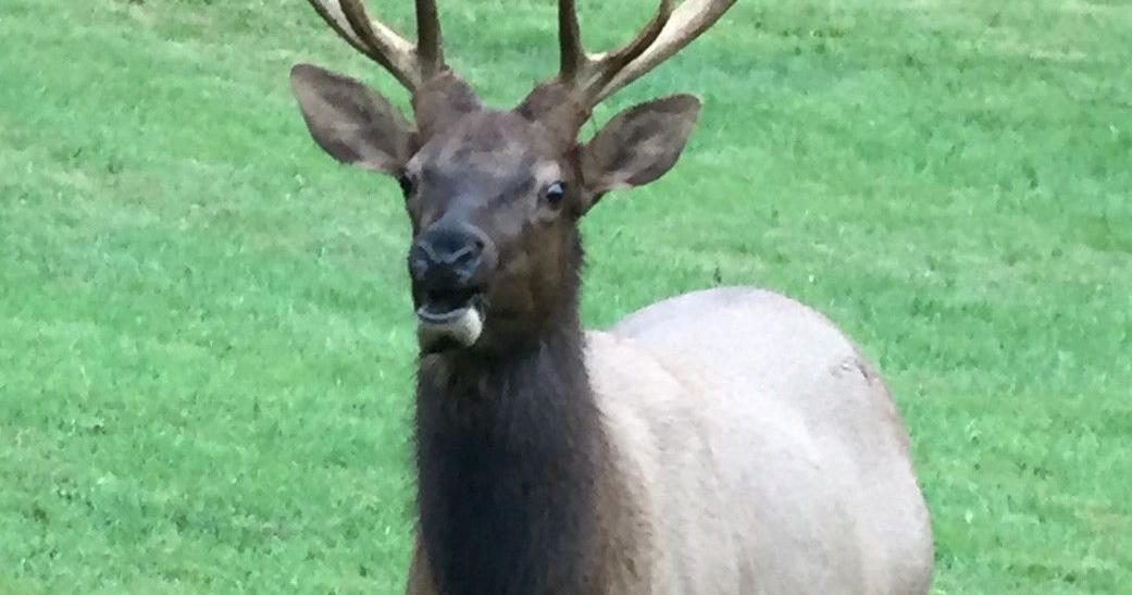 Outdoors: The difference between EHD and CWD