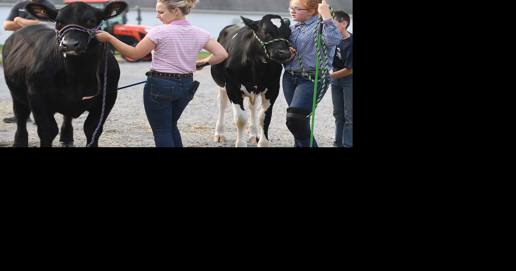 Photos: Beef Showmanship competition at the Shippensburg Fair