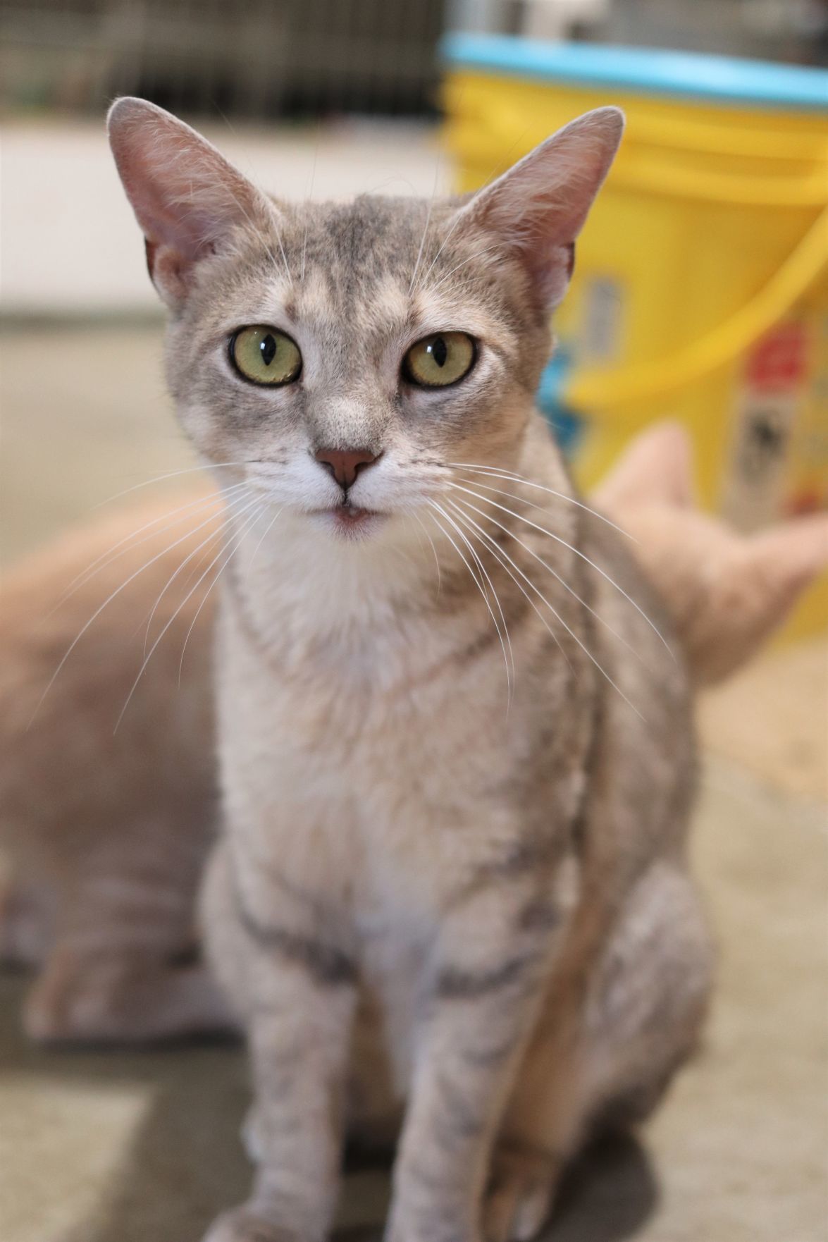 Furry Friends of the Week: Ollie and Brooke | Pets | cumberlink.com