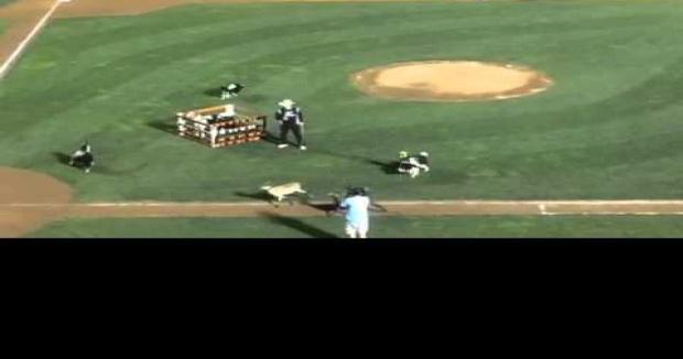 VIDEO: Cowboy Monkey Rodeo